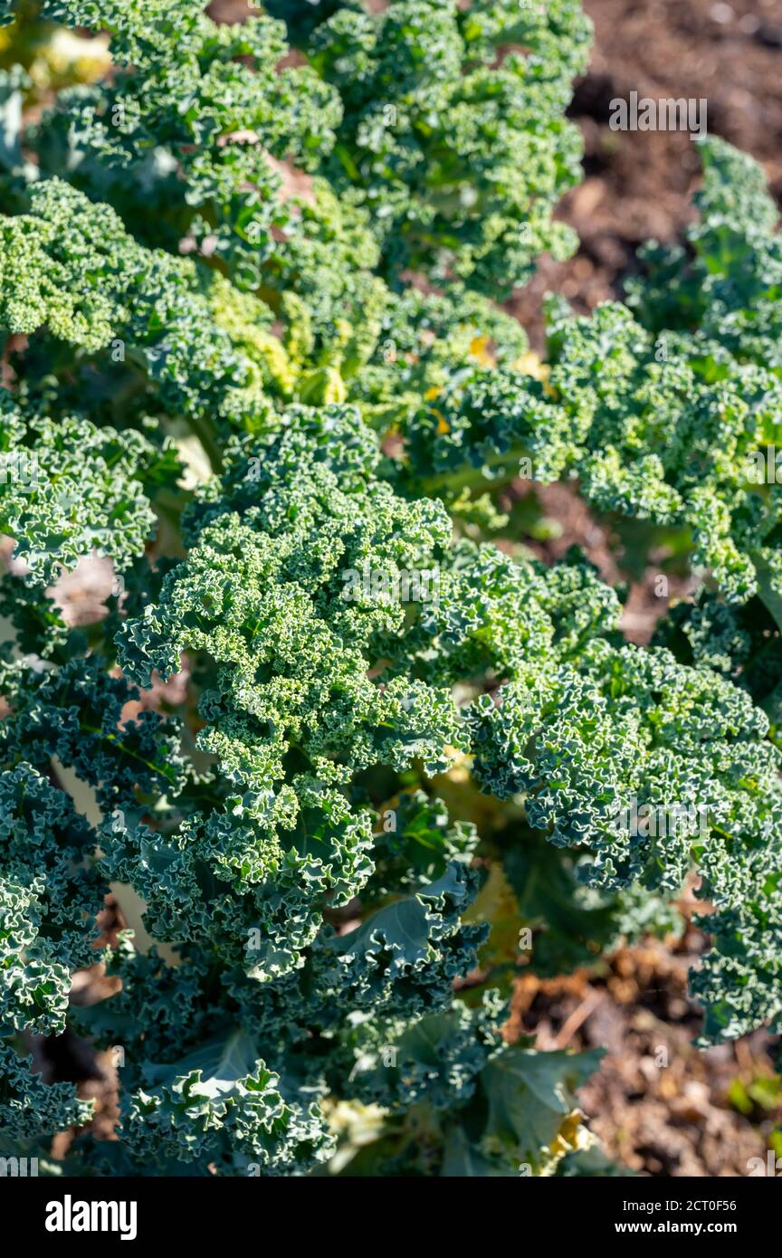 Organic green leaf curly kale cabbage growing in garden close up Stock ...