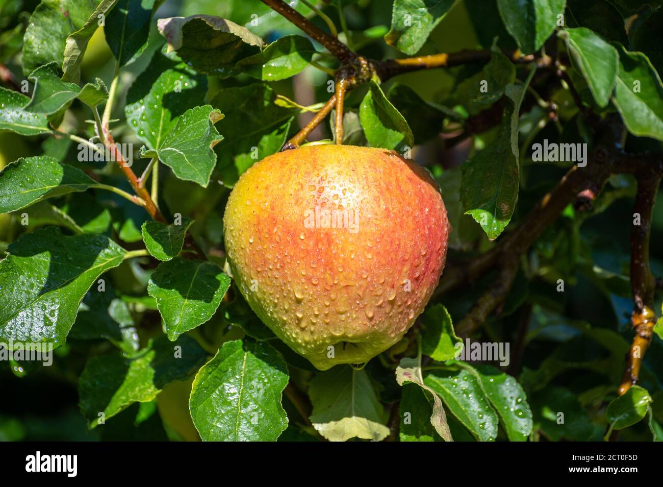 Large sweet braeburn apples ripening on tree in fruit orchard close up ...