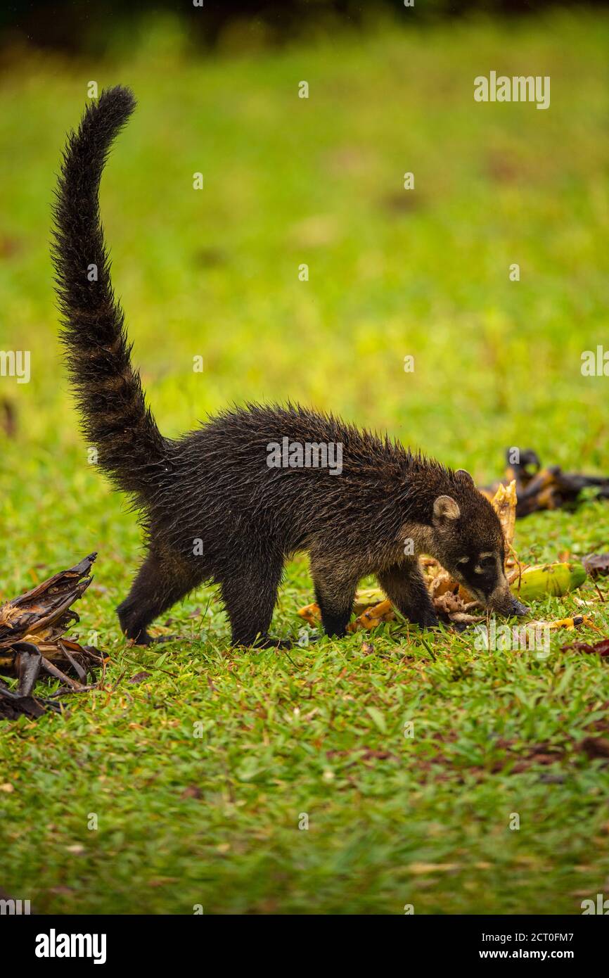 White-nosed coati , coatimundi (Nasua narica), Laguna del lagarto ...