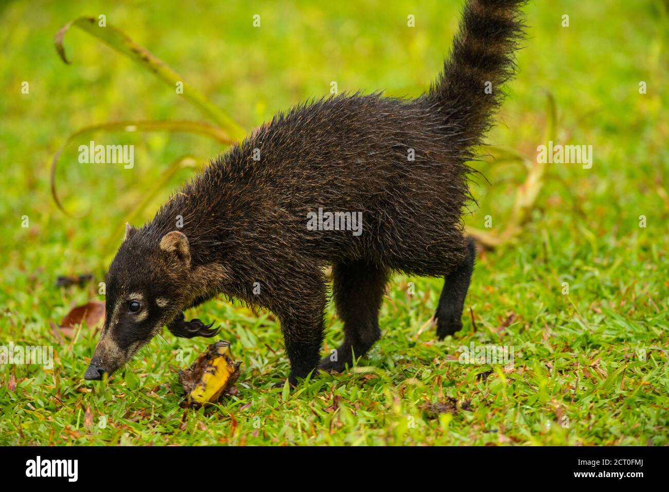 White-nosed coati , coatimundi (Nasua narica), Laguna del lagarto ...