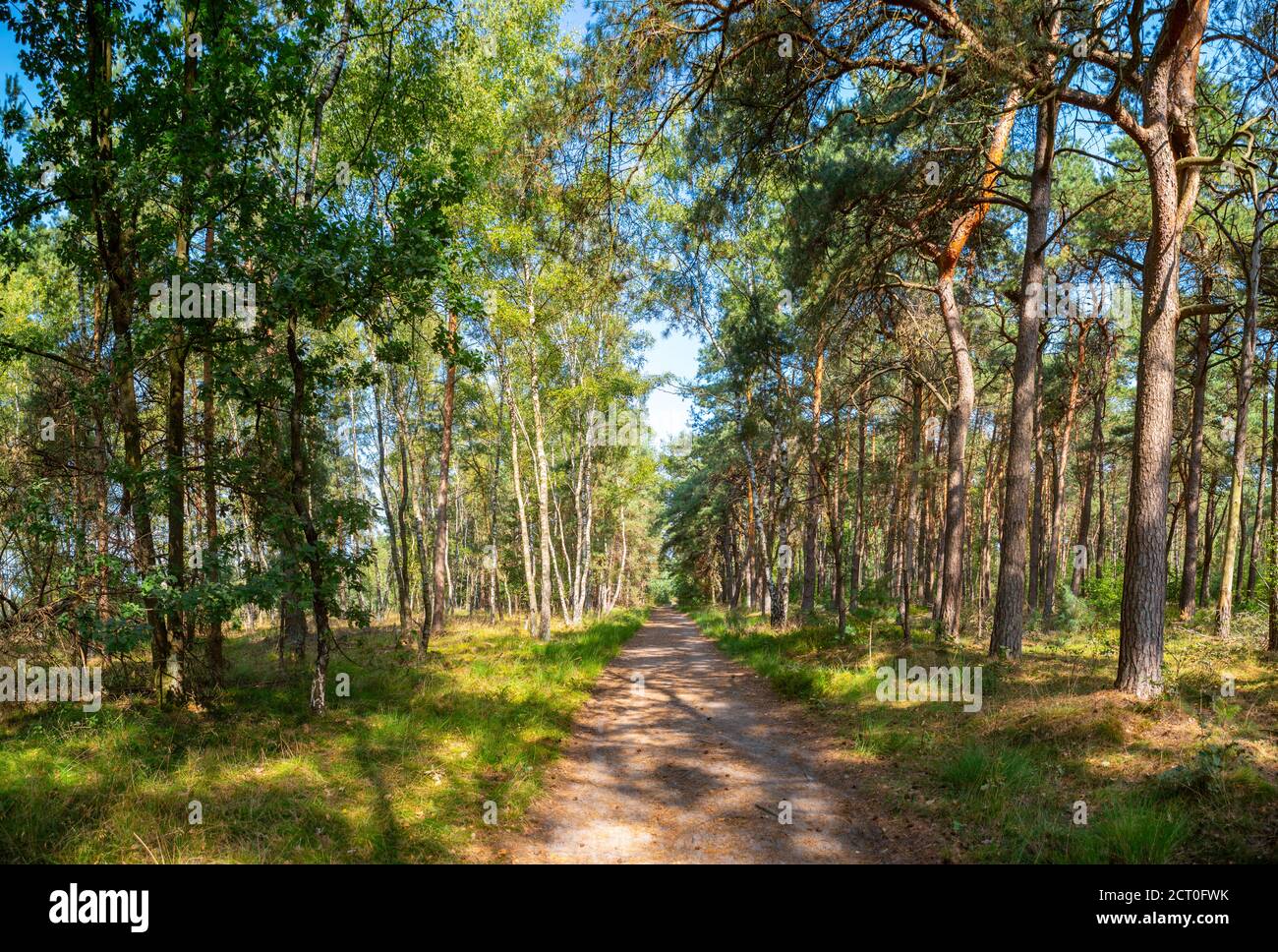 Nature background, green lung of North Brabant, Kempen forest in ...