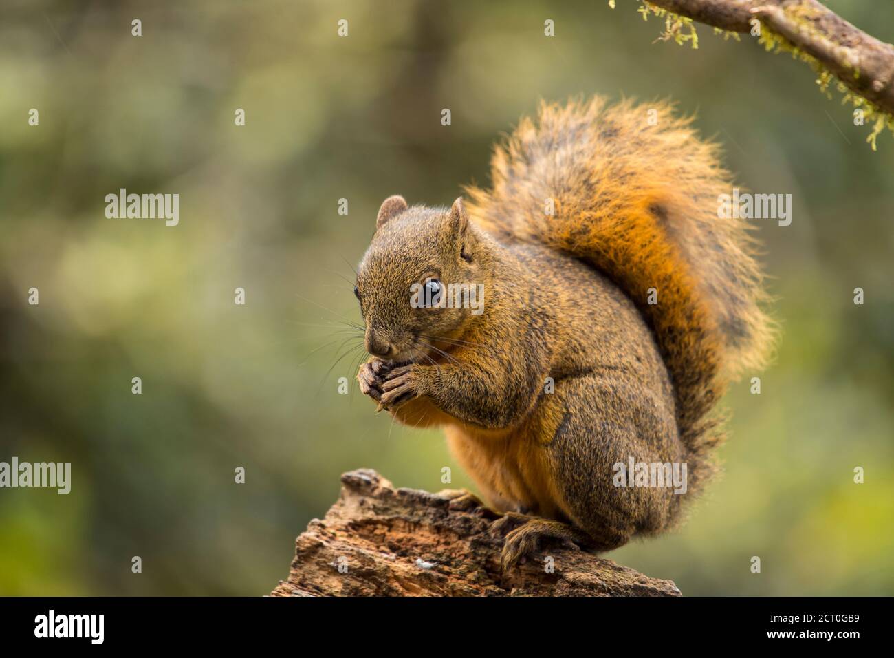 Red tailed squirrel hi-res stock photography and images - Alamy
