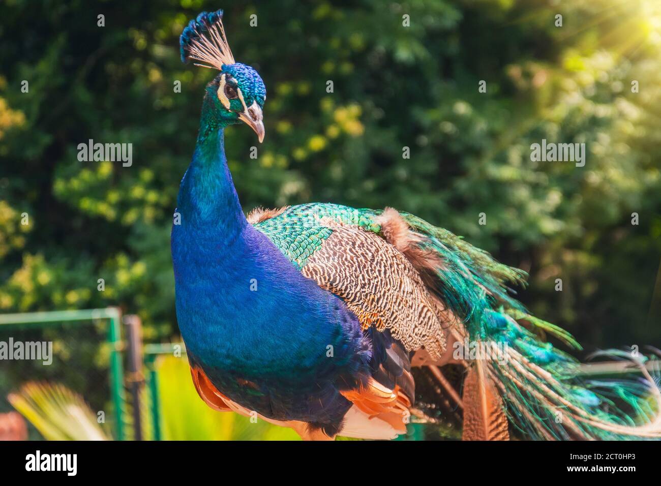 Peacock bird close up in subtropical park Stock Photo - Alamy