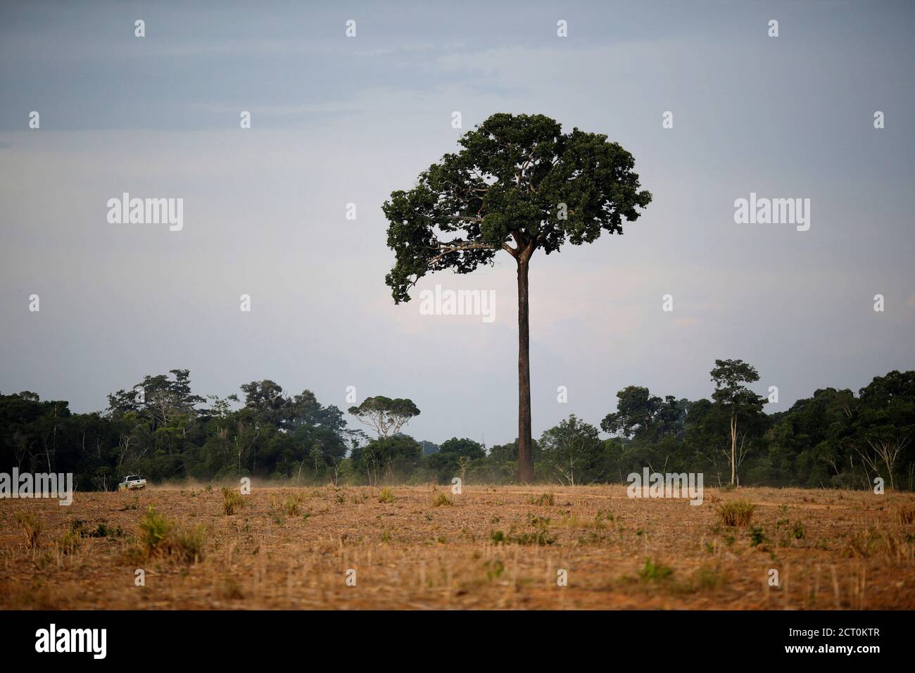 Castanheira do pará hi-res stock photography and images - Alamy