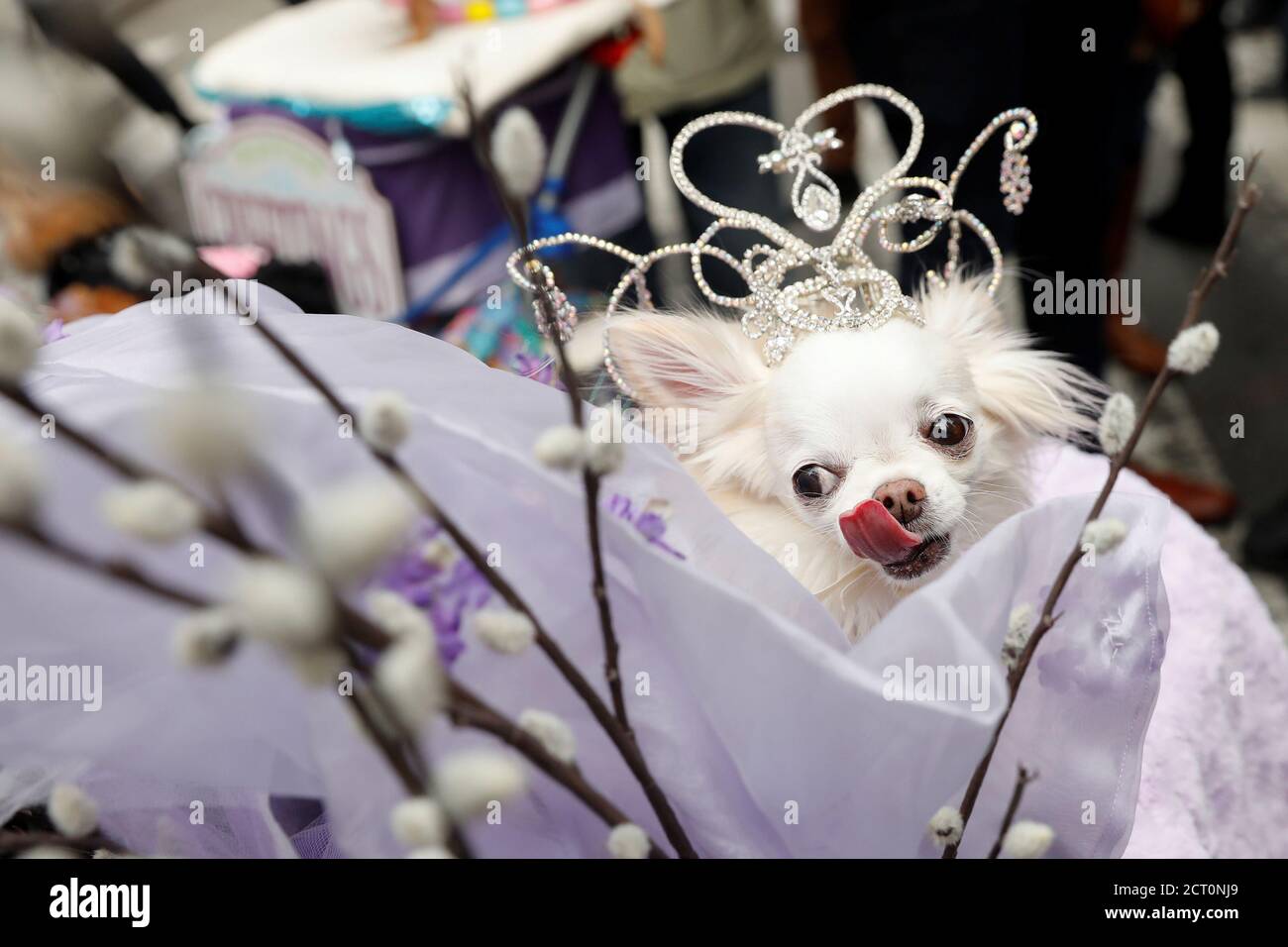 Easter new york parade dog hi-res stock photography and images - Alamy