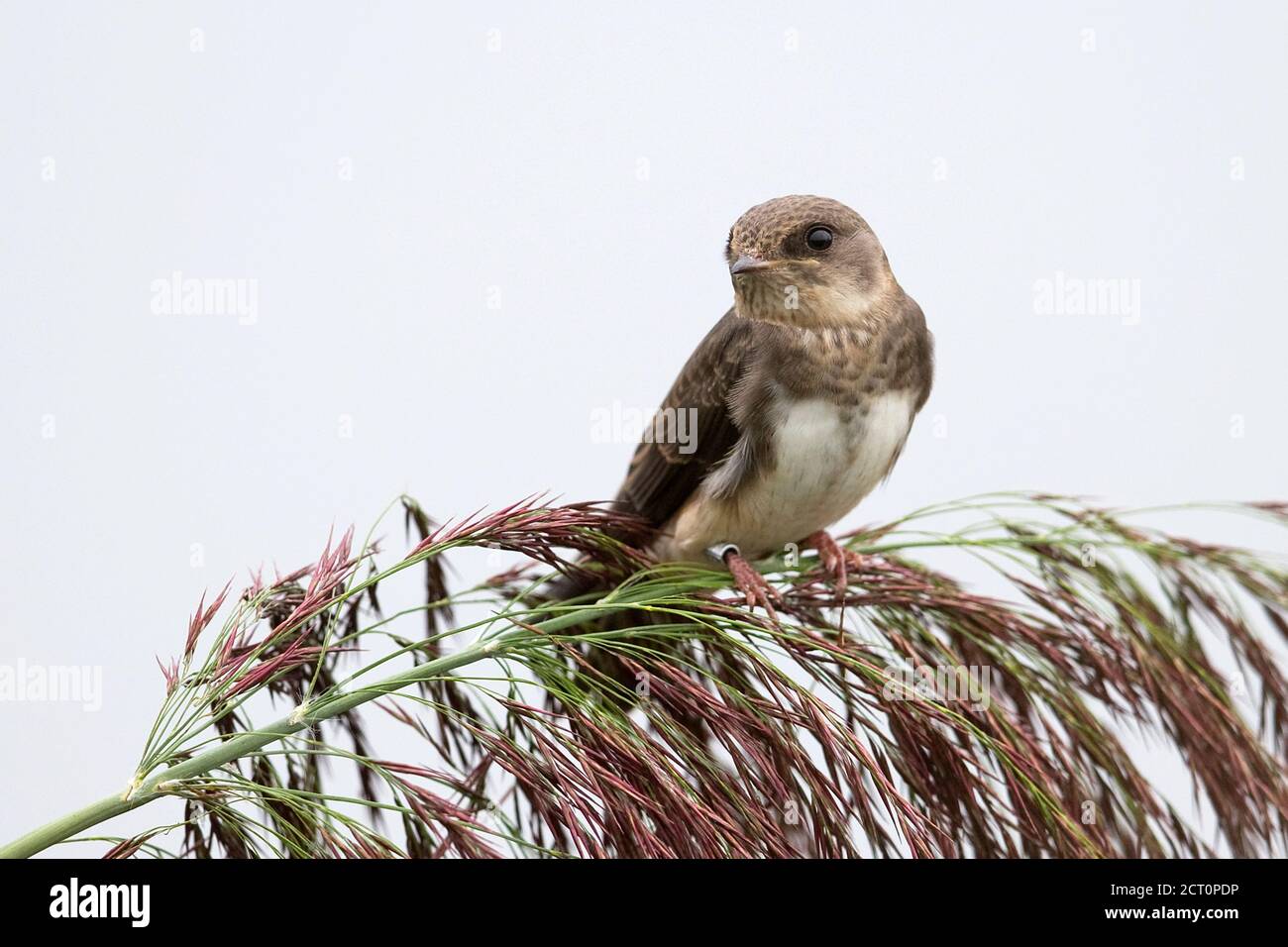 Sand Martin (Riparia riparia Stock Photo - Alamy