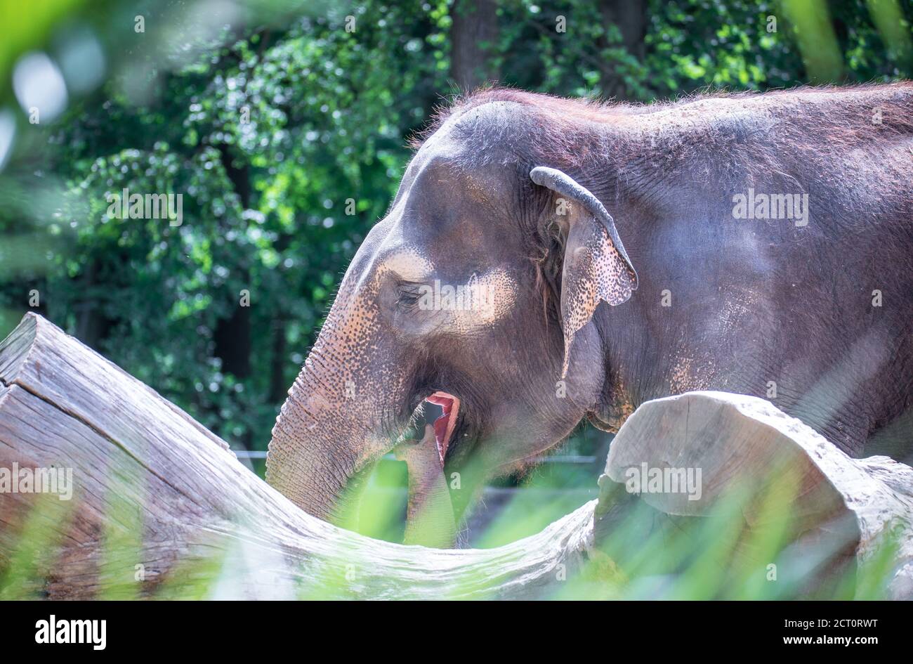 Elephant hiding behind tree hi-res stock photography and images - Alamy