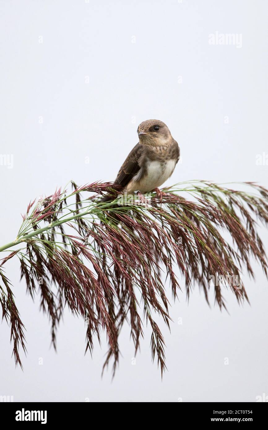 Sand Martin (Riparia riparia Stock Photo - Alamy
