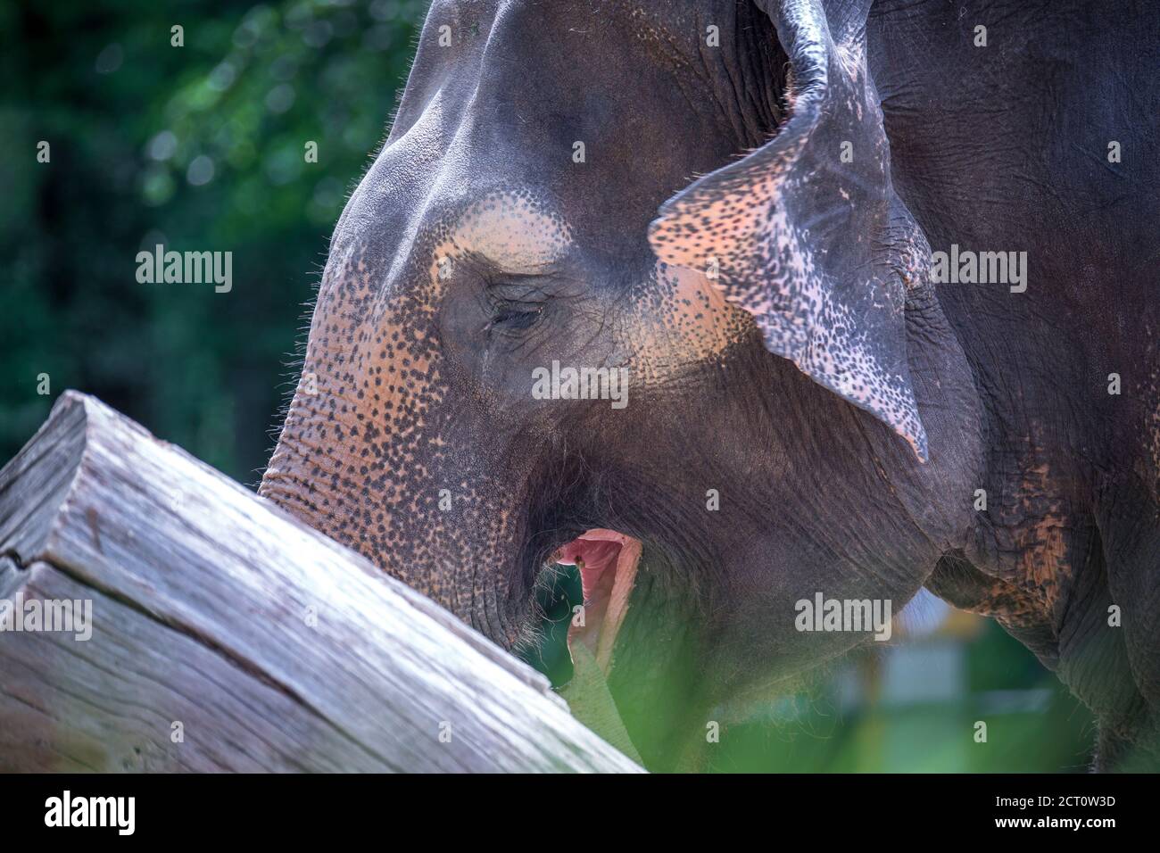The elephant rests and hides behind a tree, the best photo Stock Photo ...