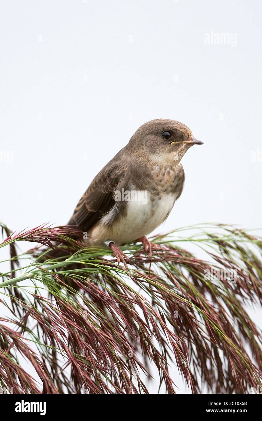 Riparia riparia hirundines hi-res stock photography and images - Alamy