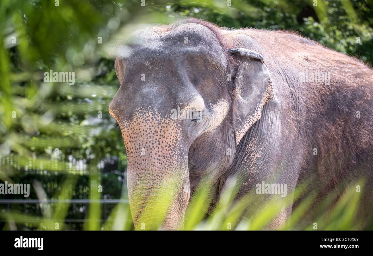 The elephant rests and hides behind a tree, the best photo Stock Photo ...