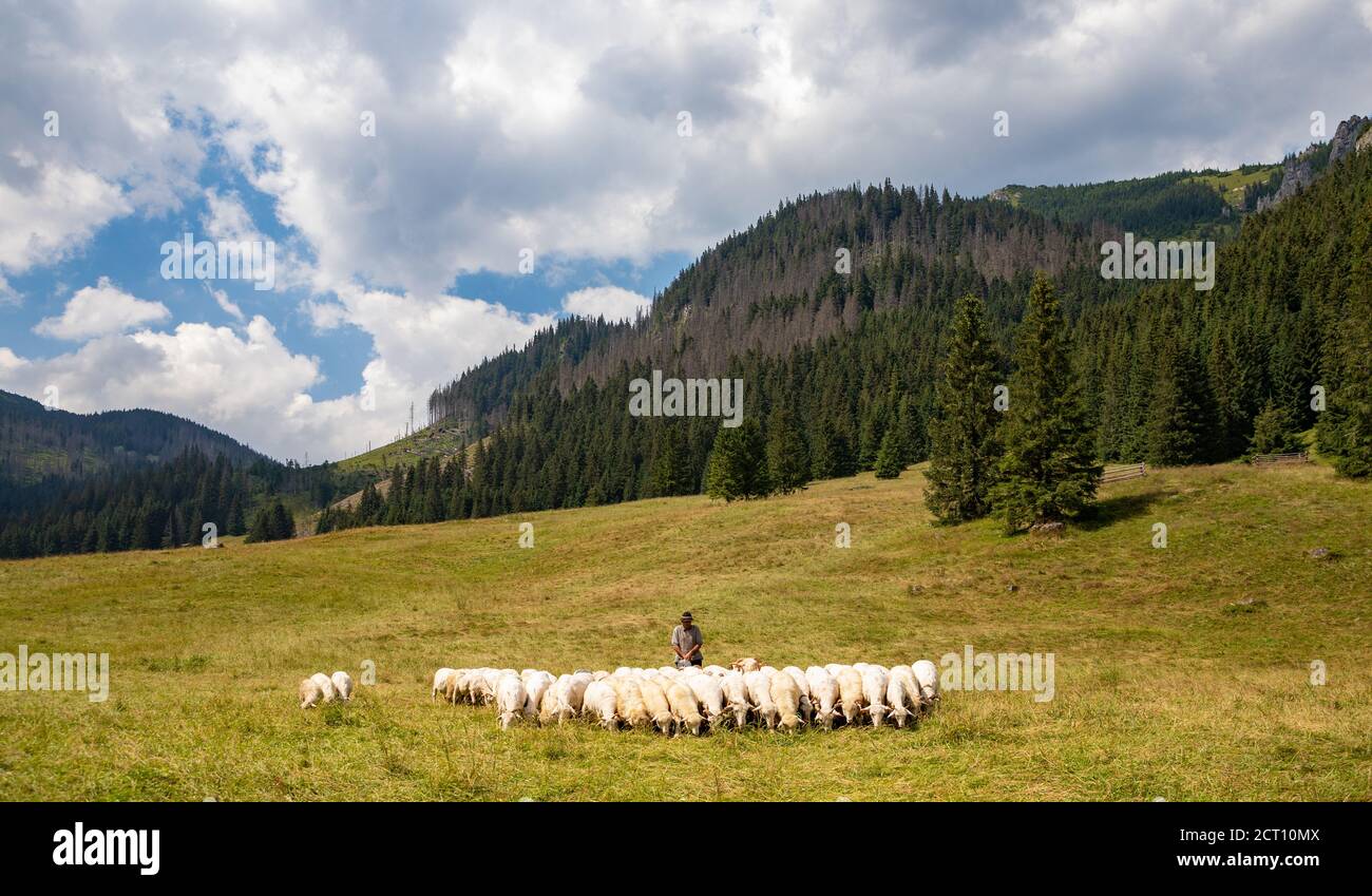 A picture of a sheep herder next to a herd of sheep in the Chochołowska ...