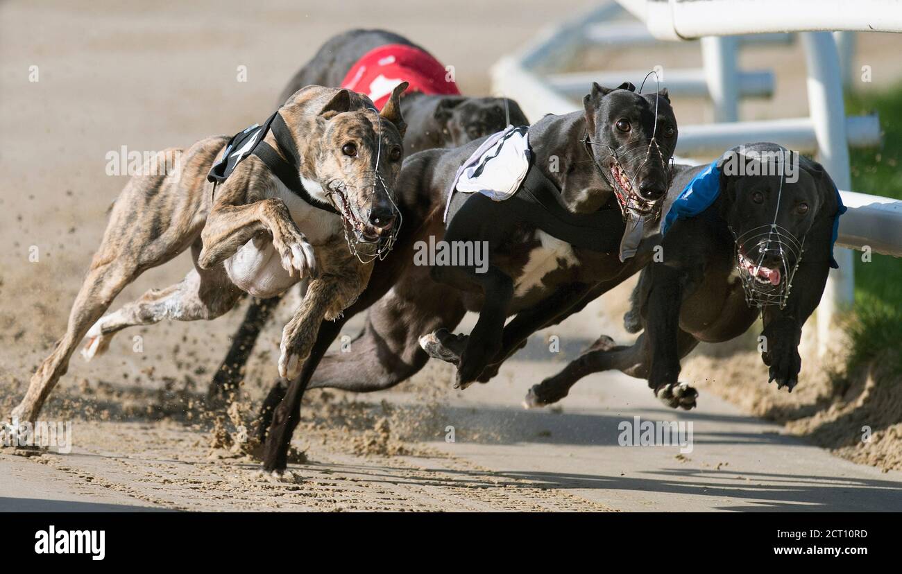 Towcester greyhound racing hi-res stock photography and images - Alamy