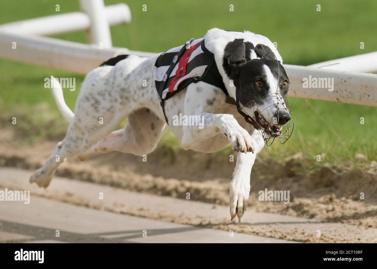 Towcester greyhound racing hi-res stock photography and images - Alamy