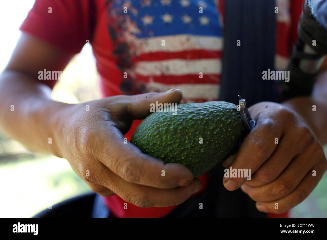Michoacan avocado hi-res stock photography and images - Alamy