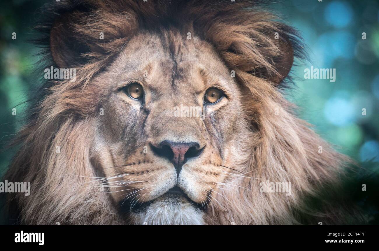 Lion Face Predator Astonishing Facts About The Ruler Of The Realm: The