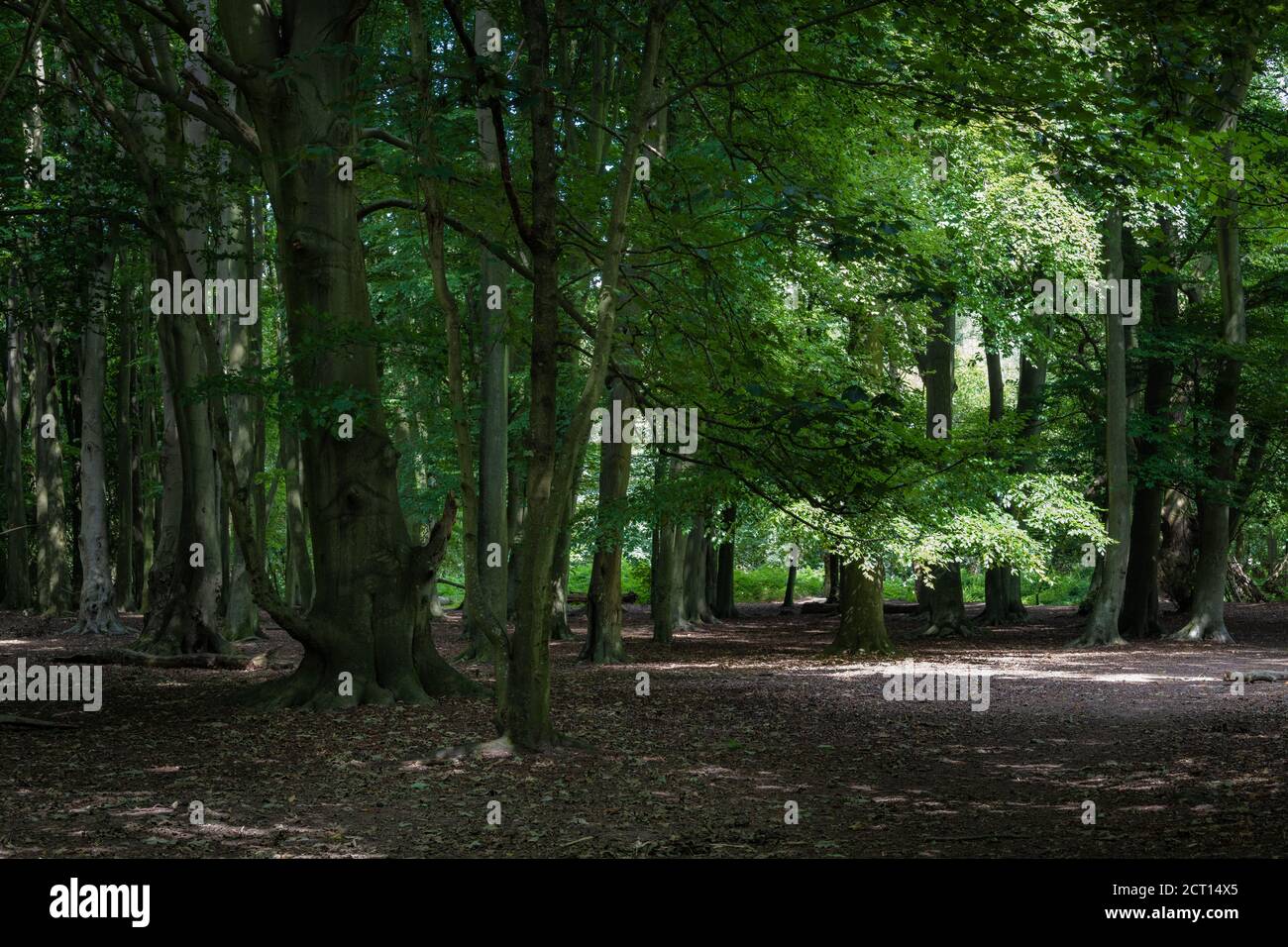 Summer woodland scene in Esher Commons, Surrey, United Kingdom Stock ...