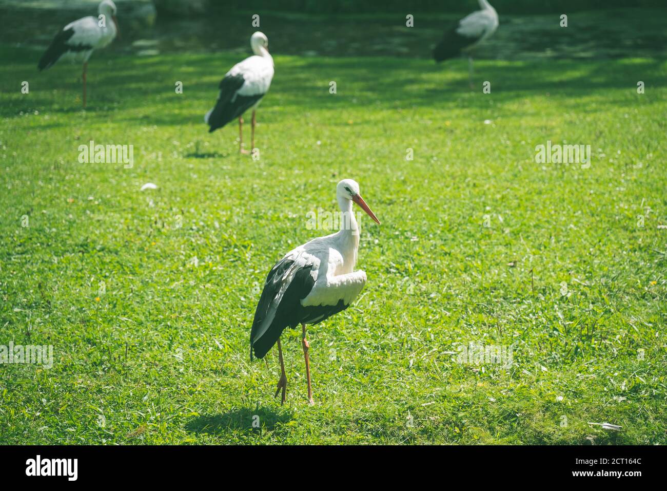 Beautiful shot of storks in a meadow Stock Photo - Alamy