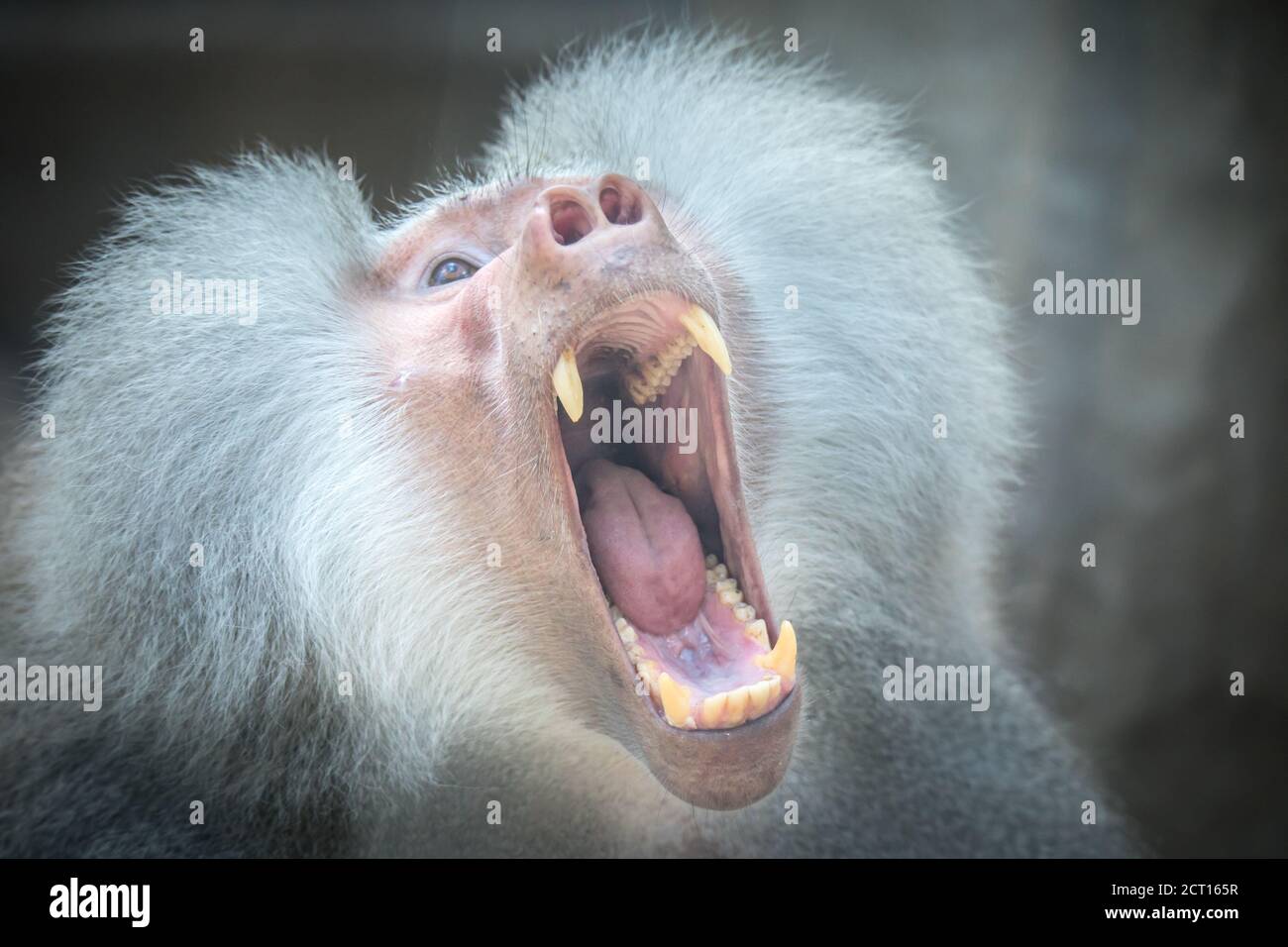 Papio hamadryas or the baboon roars with its mouth open, sharp teeth ...