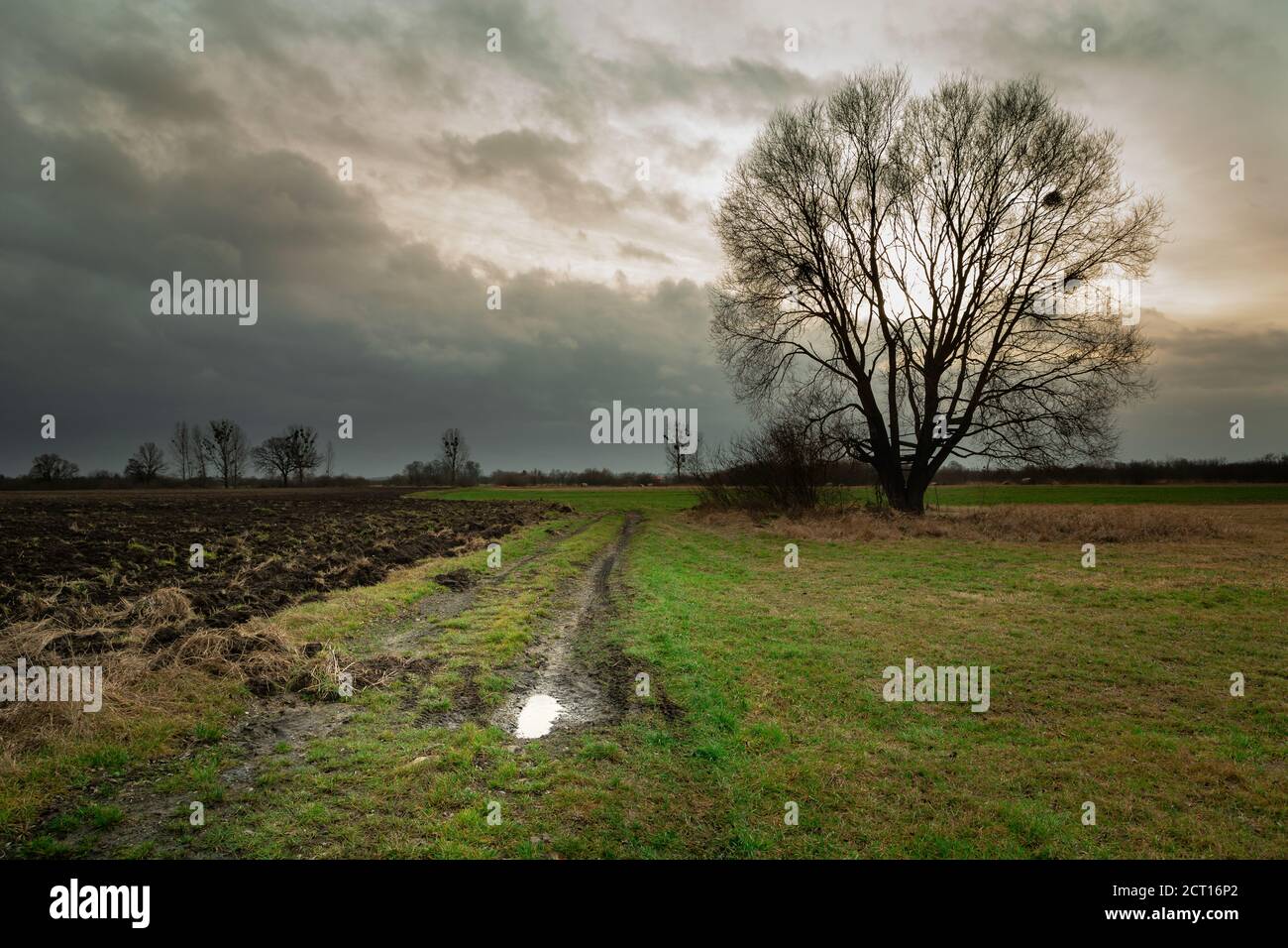 Field through tree leaves hi-res stock photography and images - Alamy