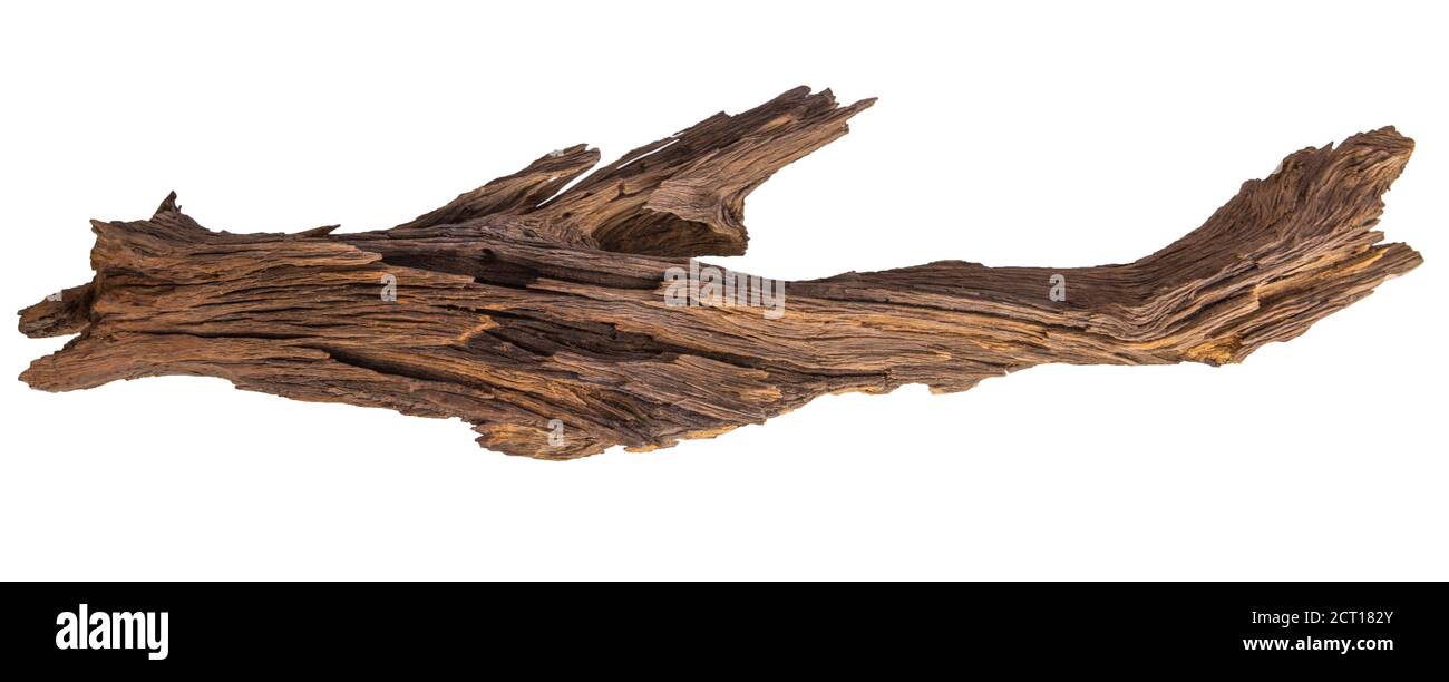 Desert ironwood hi-res stock photography and images - Alamy