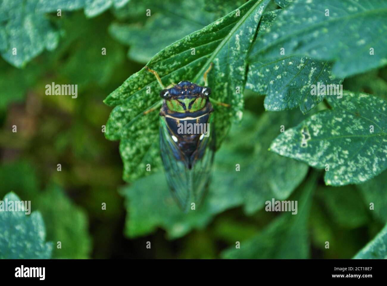 Close up of a green cicada insect bug on a plant Stock Photo - Alamy