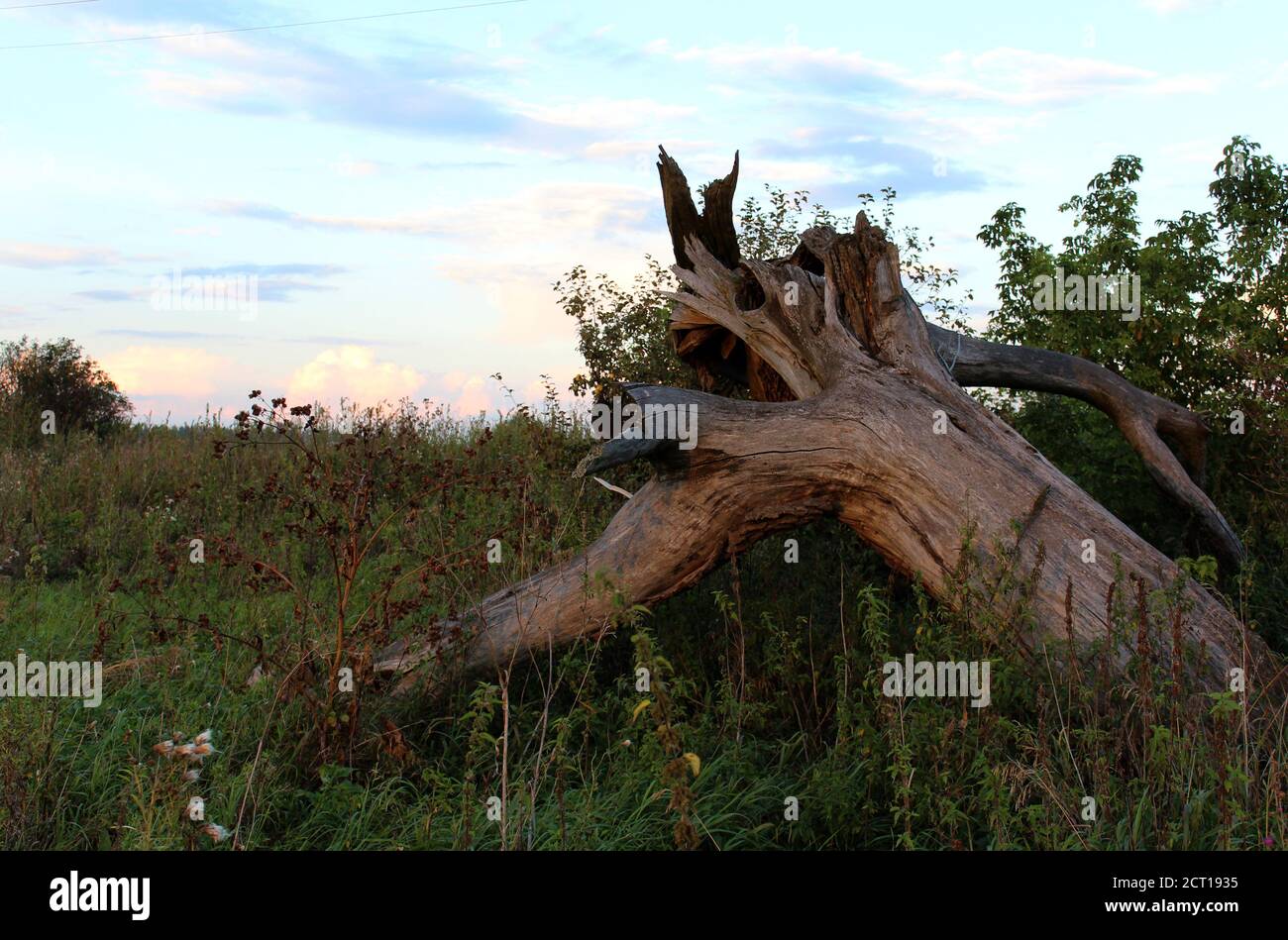 The old broken tree on green grass and cloudy sky Stock Photo - Alamy