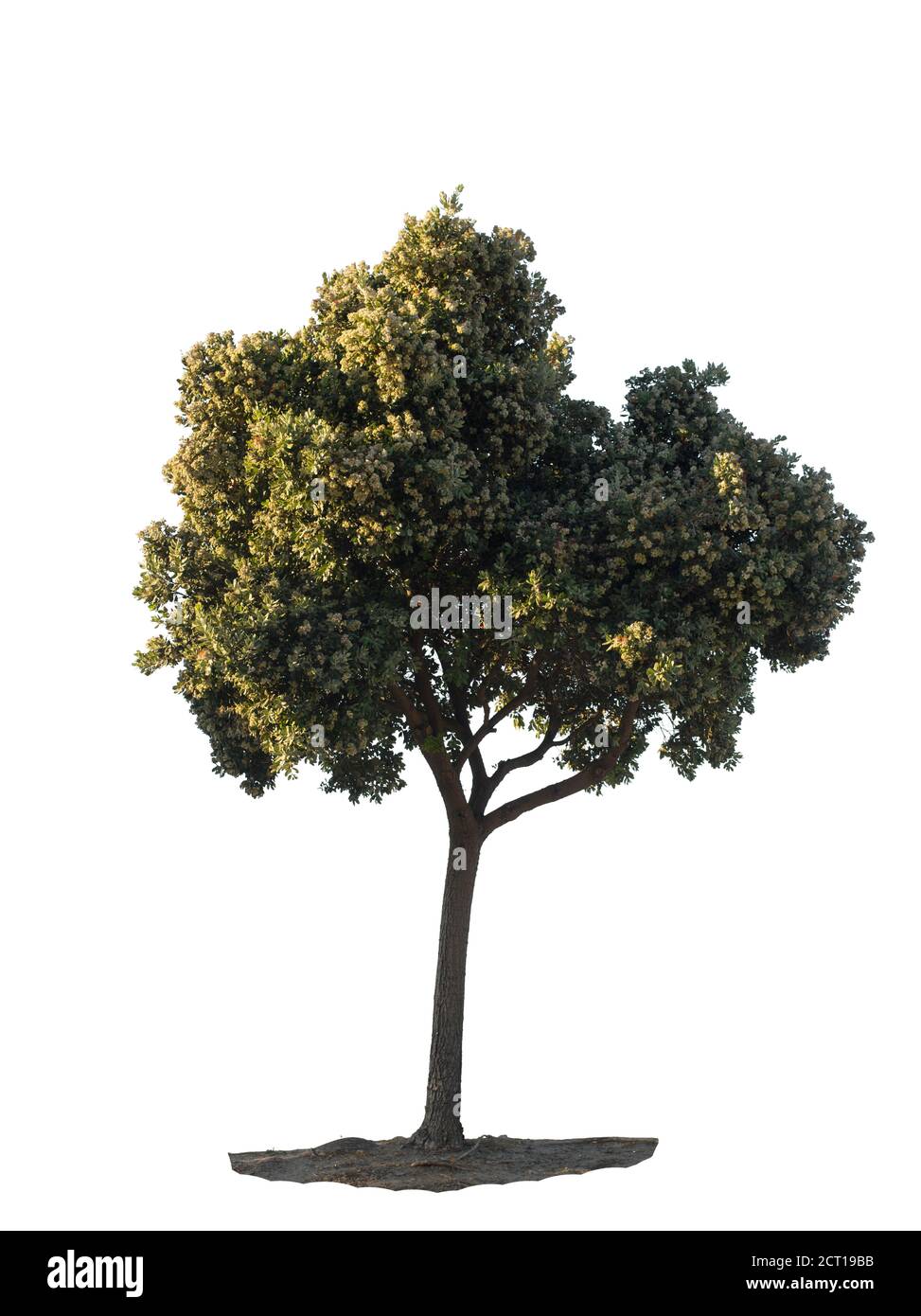 tree on white Stock Photo - Alamy