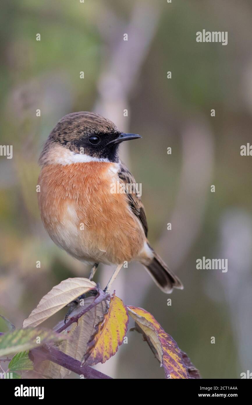 Small insectivorous passerine bird hi-res stock photography and images ...