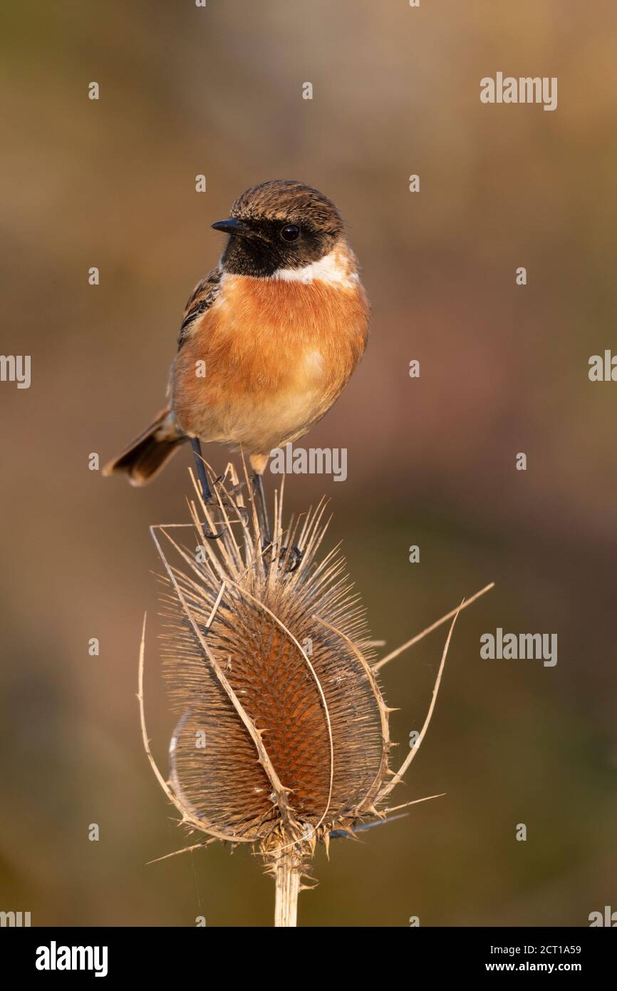 Small insectivorous passerine bird hi-res stock photography and images ...