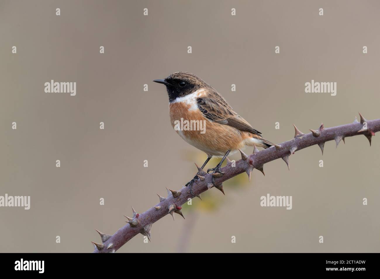 Small migratory passerine bird hi-res stock photography and images - Alamy