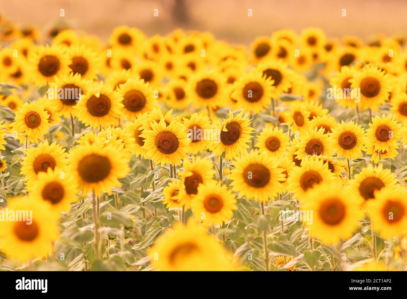 colorful sunflower field at sunset, natural background for your design ...