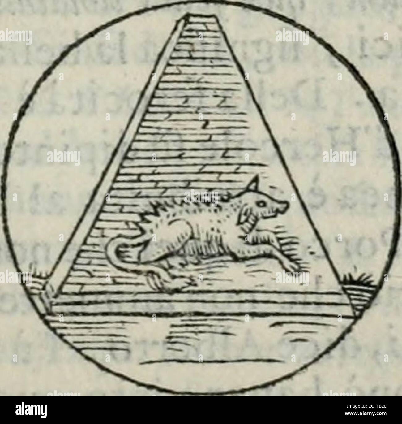 Piramide animale hi-res stock photography and images - Alamy