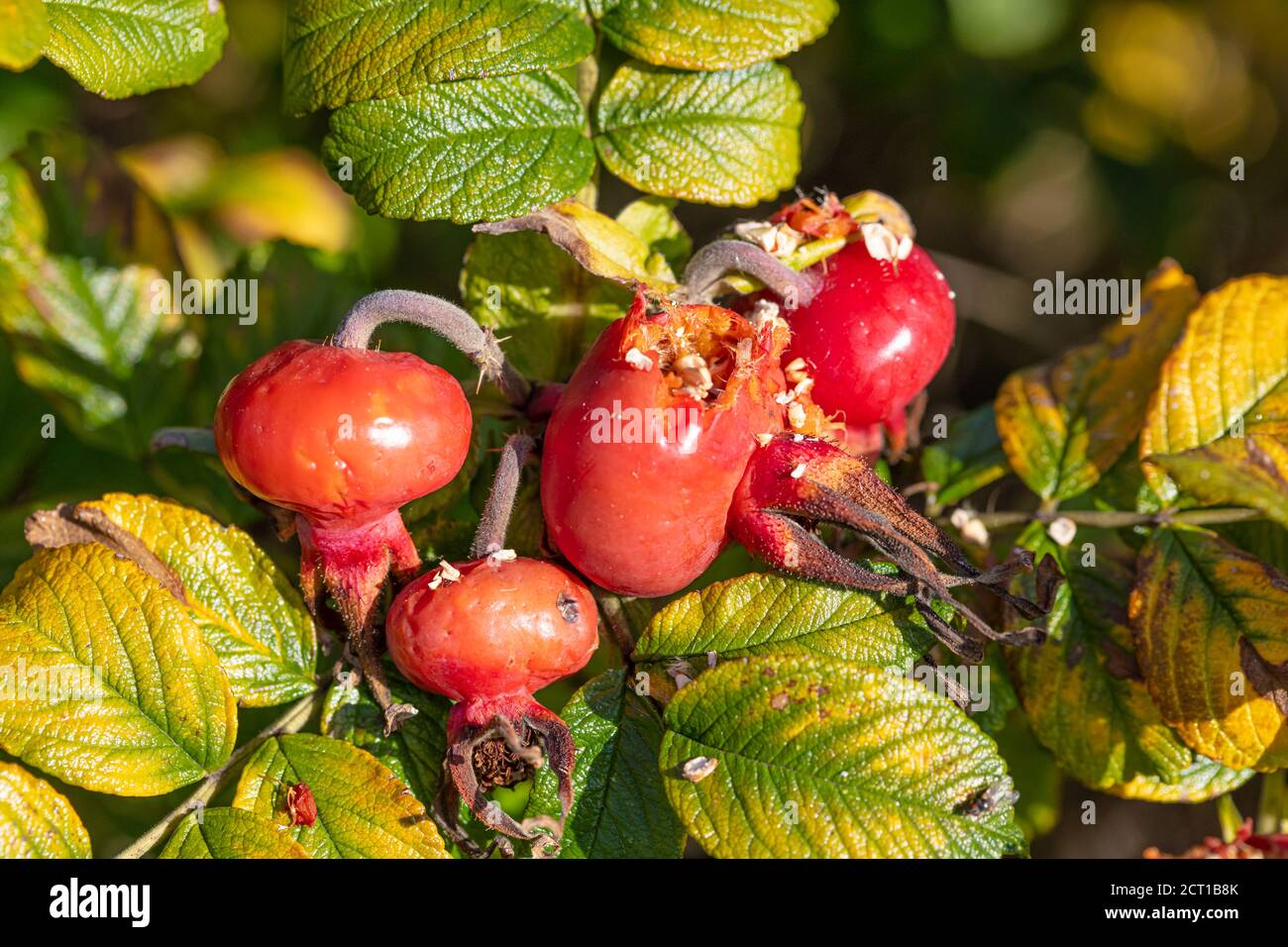 Rosa summertime rose hips hi-res stock photography and images - Alamy