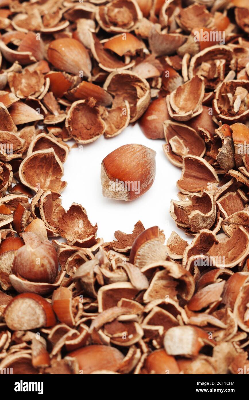 Hazelnut Shell