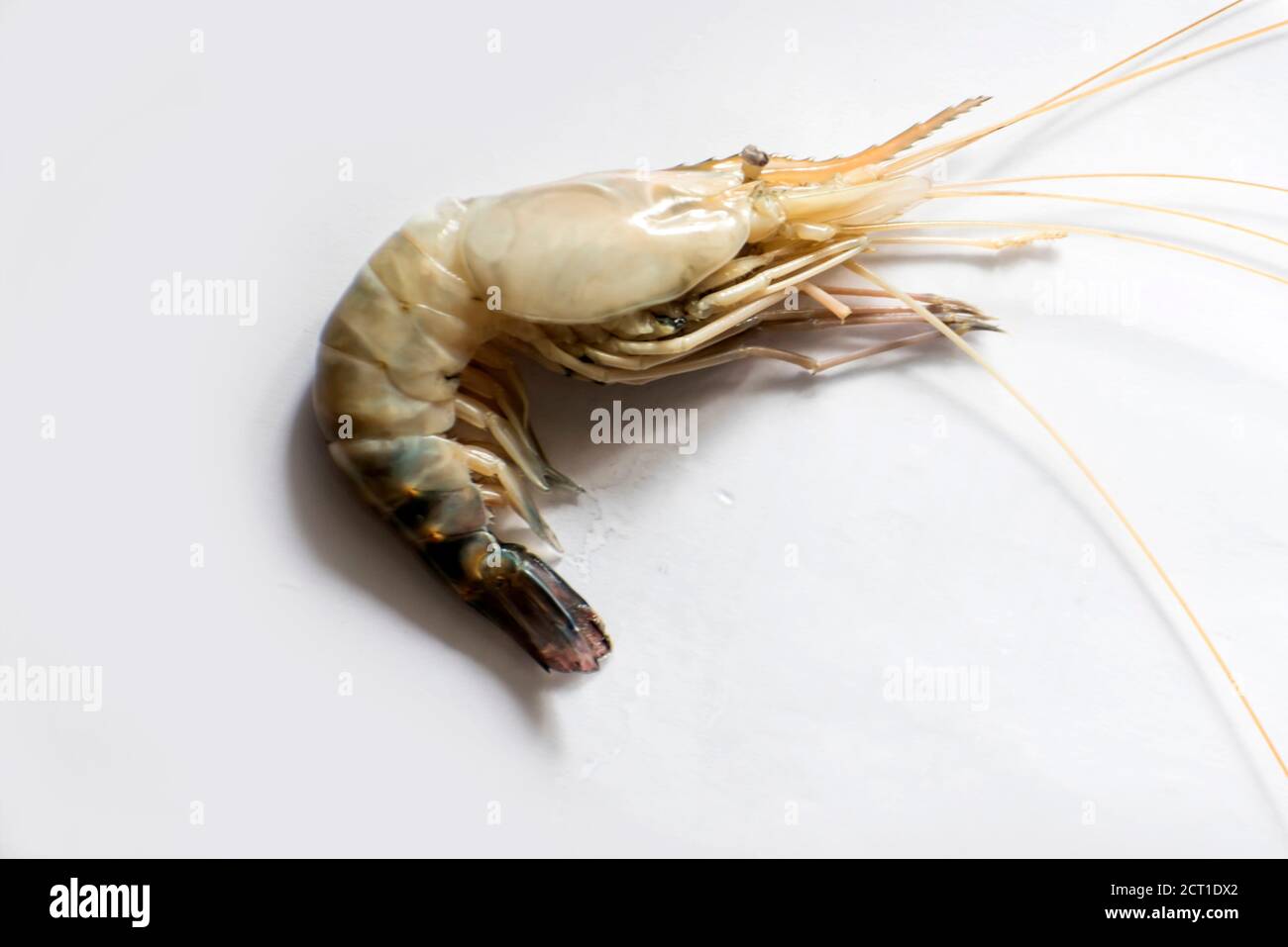 Single raw prawn isolated on white background Stock Photo - Alamy