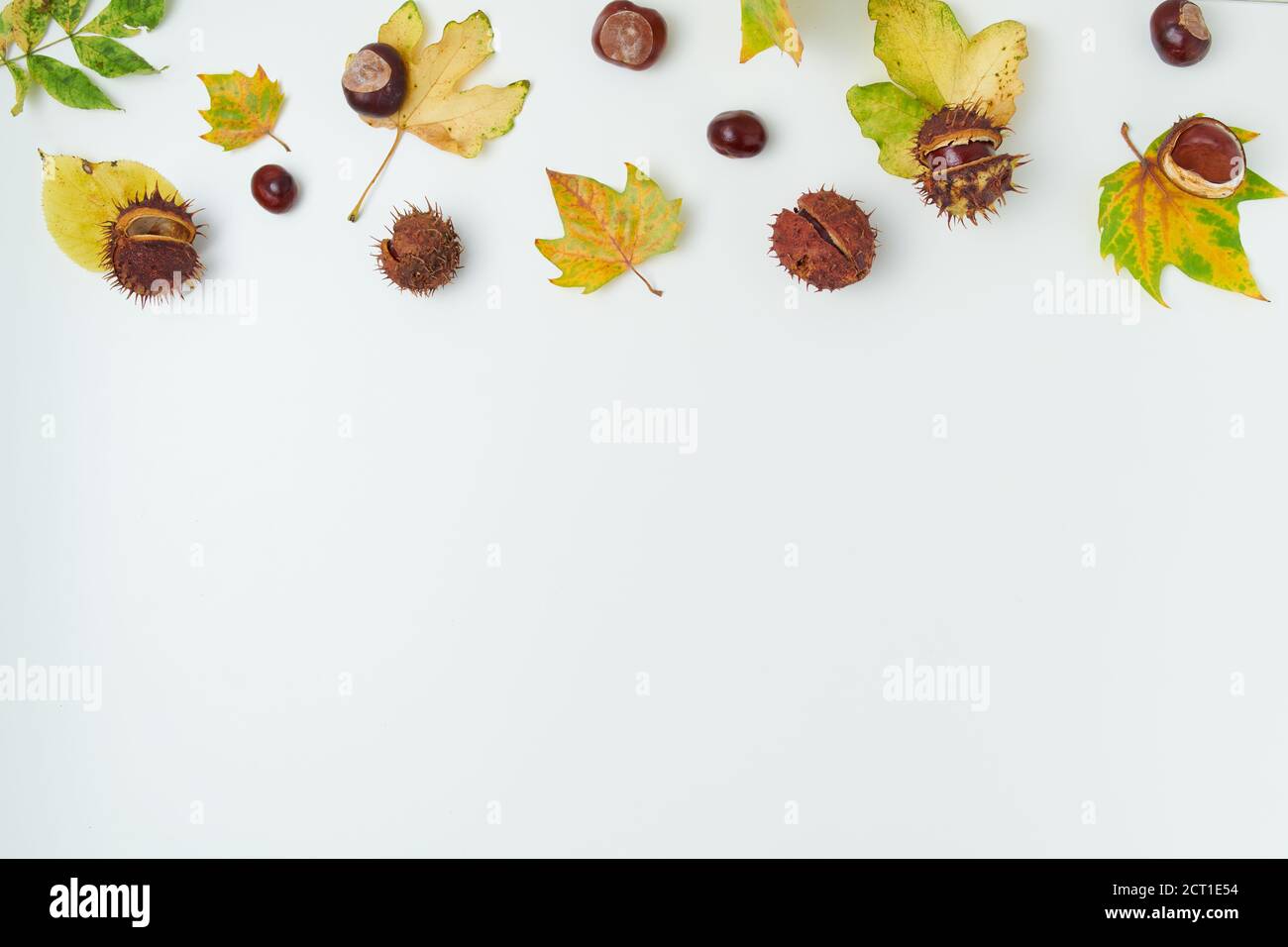 Hello dry maple hi-res stock photography and images - Alamy