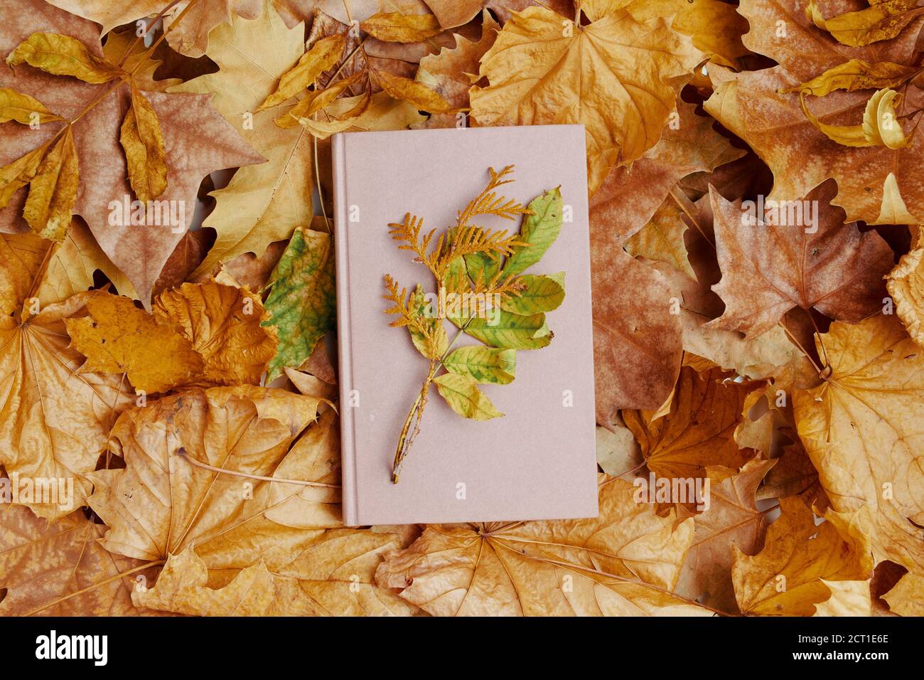 Hello september. autumn background with leaves and book Stock Photo - Alamy