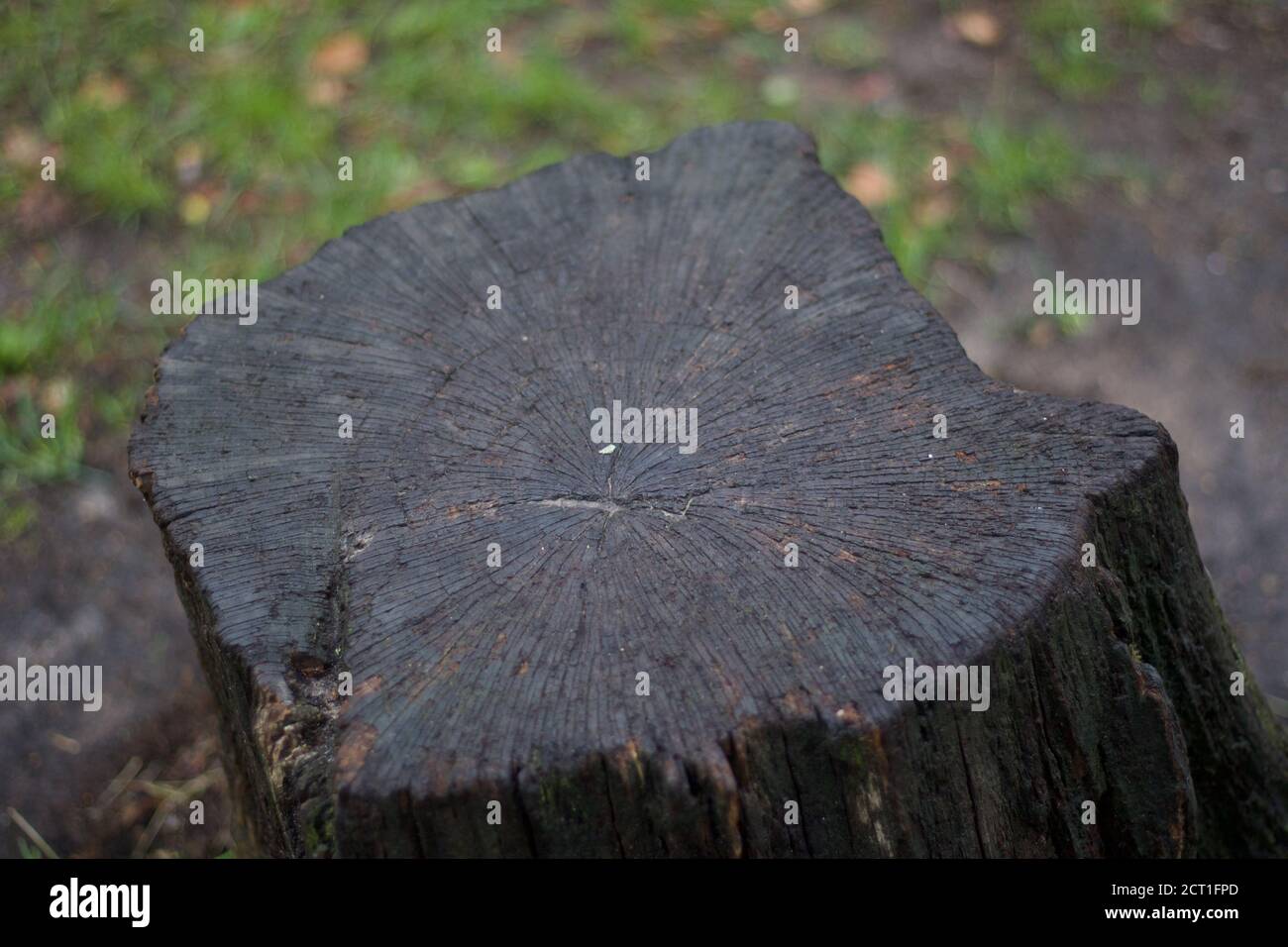 Section through dark tree trunk on damp winter day with copyspace Stock ...