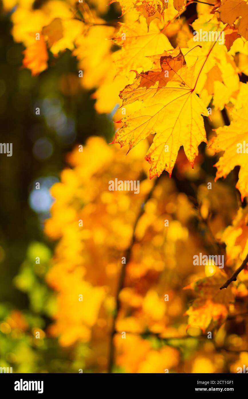 Blurred leaves background hi-res stock photography and images - Alamy