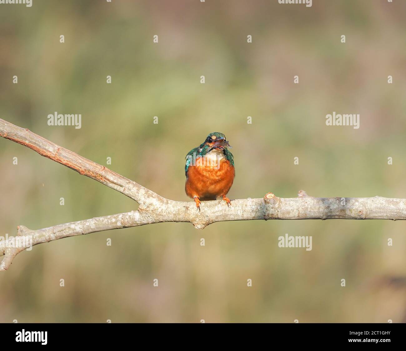 Kingfisher with freshwater shrimp Stock Photo - Alamy
