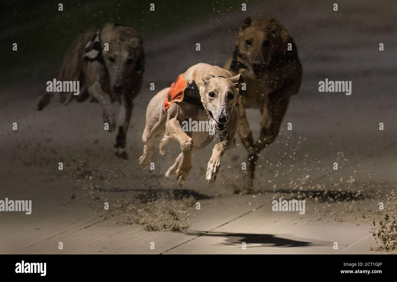 Greyhound towcester hi-res stock photography and images - Alamy