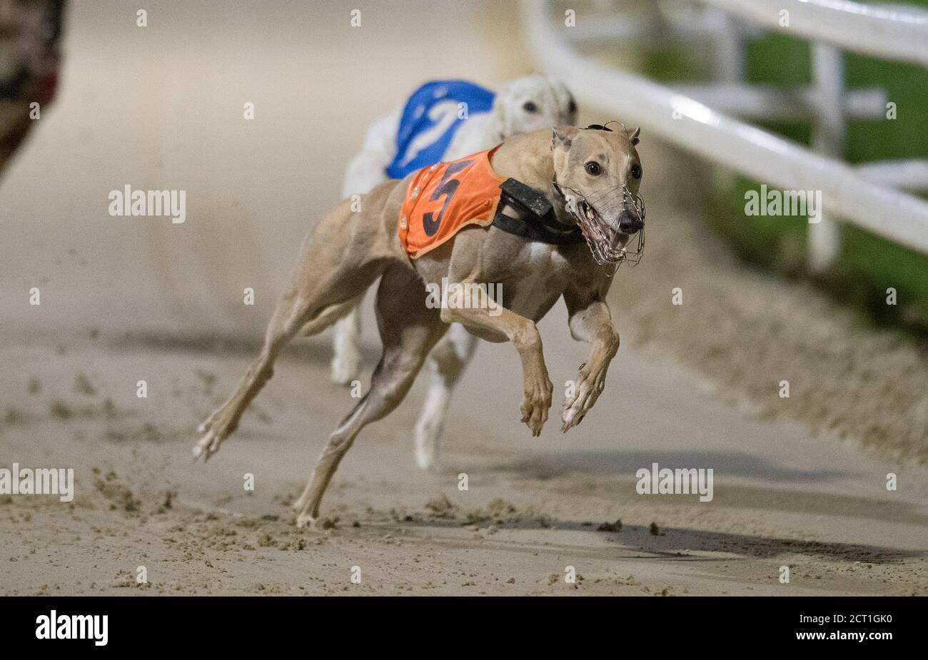 Greyhound racing at Towcester. Copyright Photo © Mark Pain 9th June ...