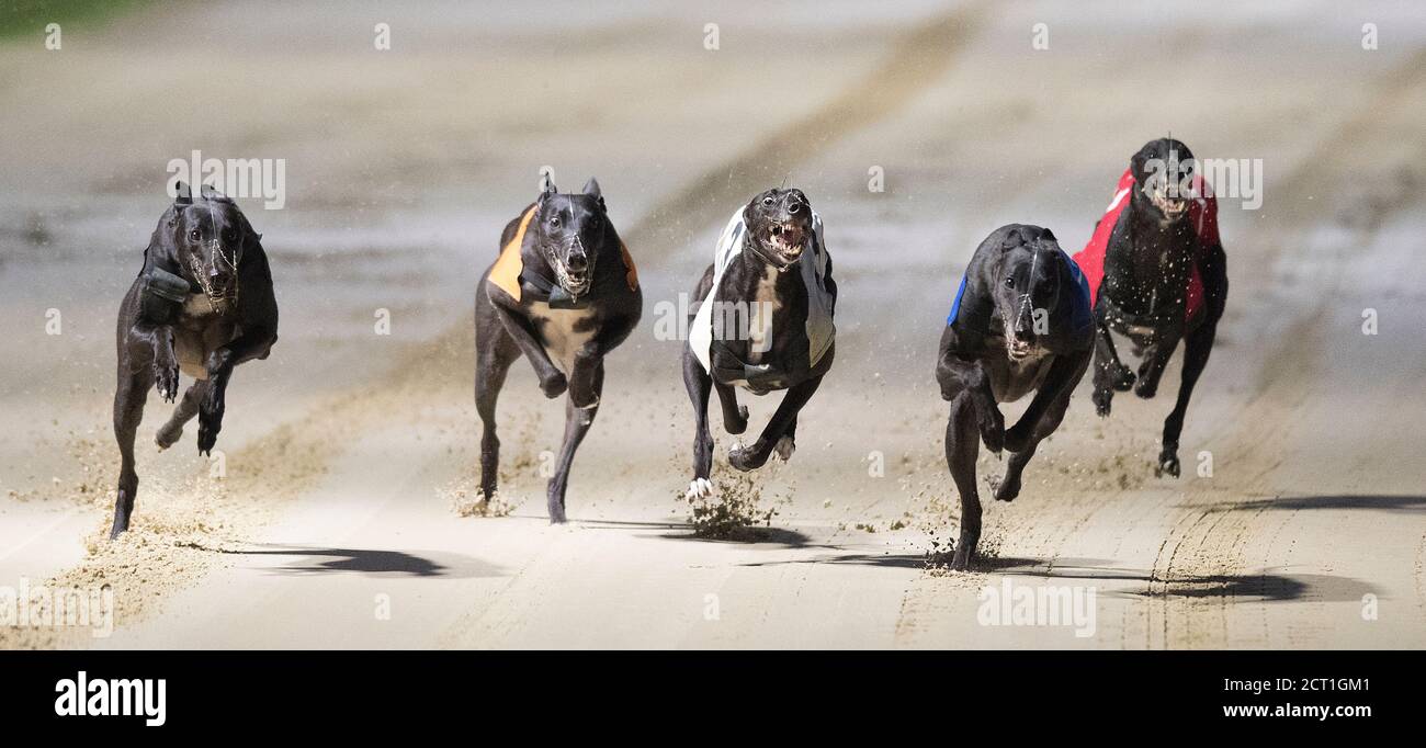 Greyhound racing at Towcester. Copyright Photo © Mark Pain 9th June ...