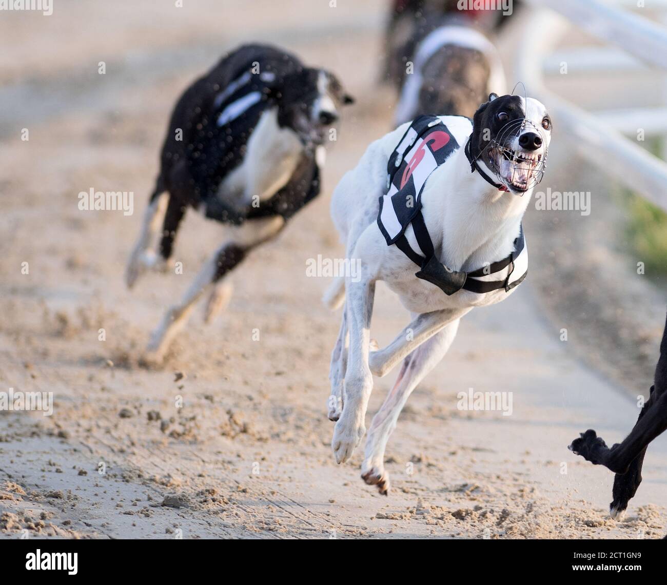 Greyhound racing at Towcester. Copyright Photo © Mark Pain 9th June ...