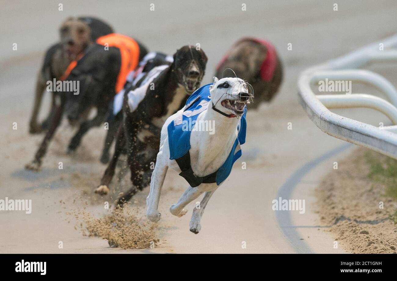 Greyhound racing at Towcester. Copyright Photo © Mark Pain 9th June ...