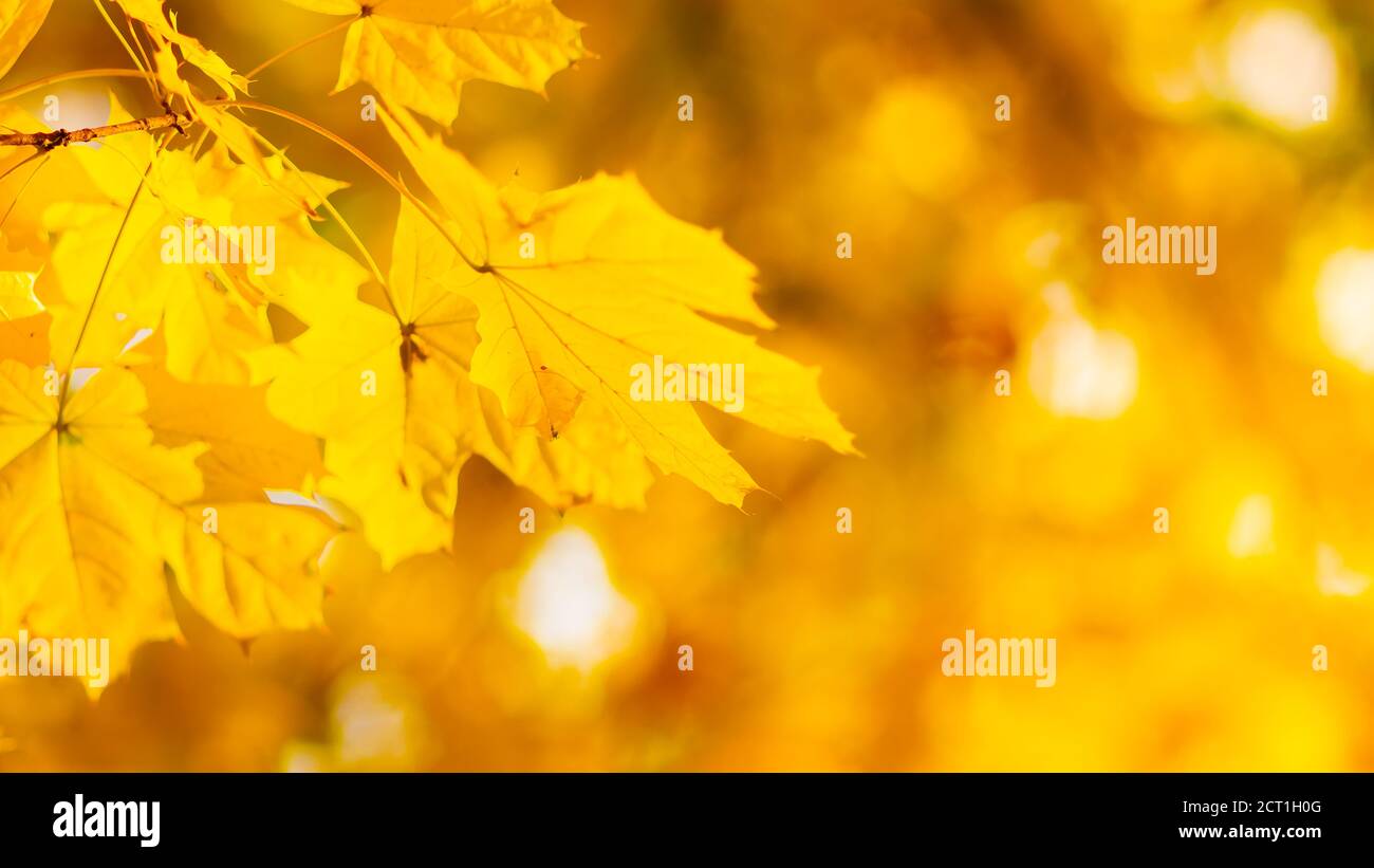 Maple leaves on a blurred background. Autumn background with yellow ...