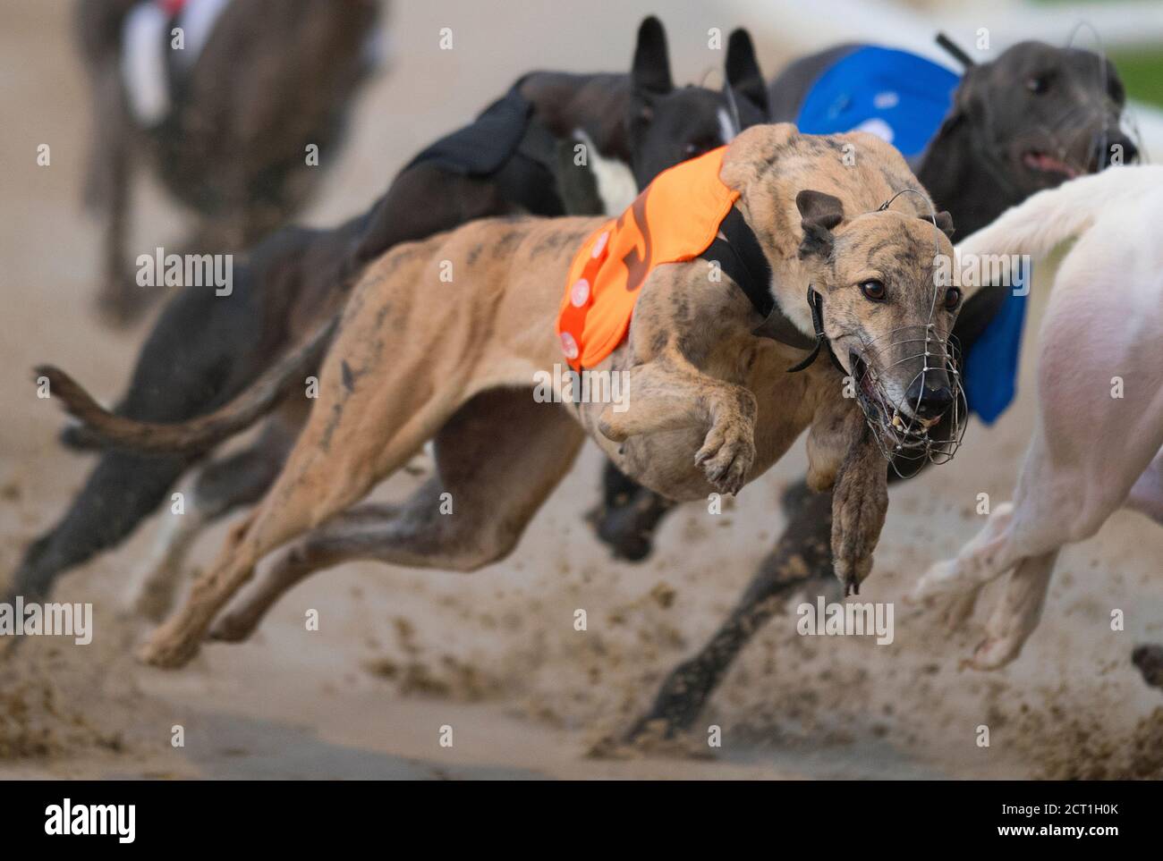 Greyhounds towcester hi-res stock photography and images - Alamy