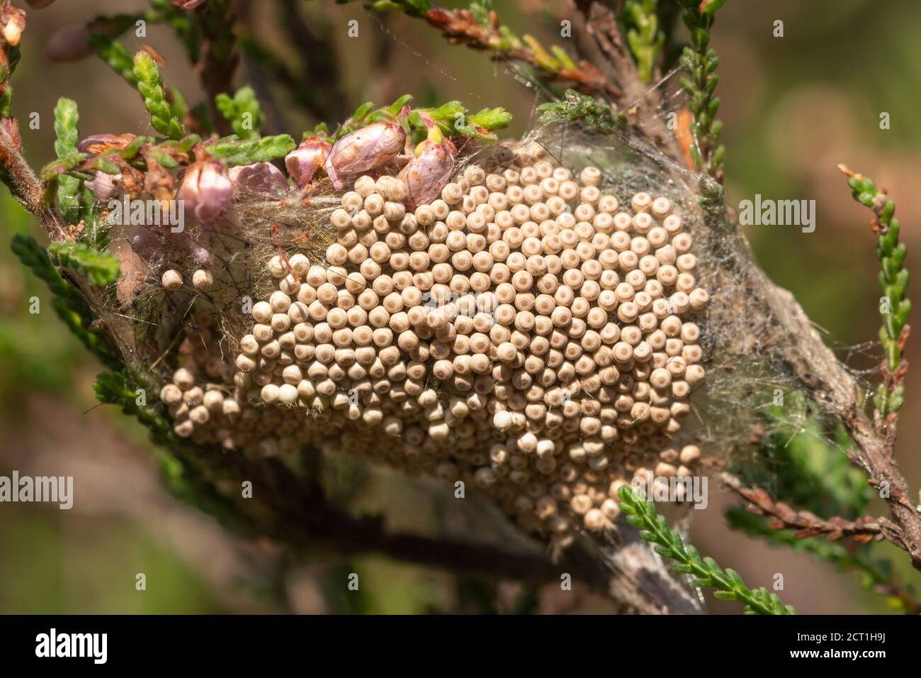 Vapourer moth with eggs hi-res stock photography and images - Alamy