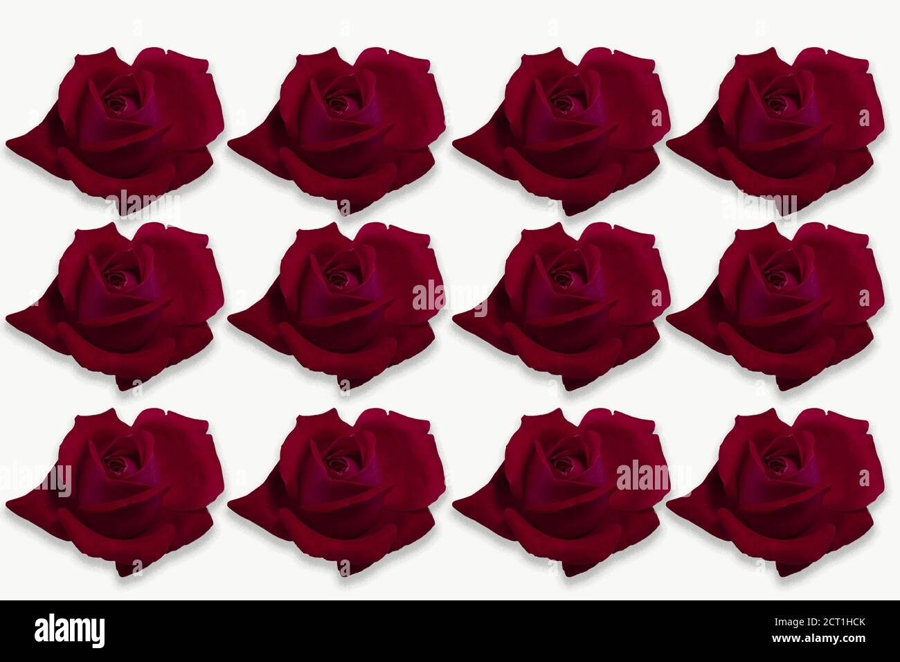 Bunch of roses in rows on a white background Stock Photo - Alamy